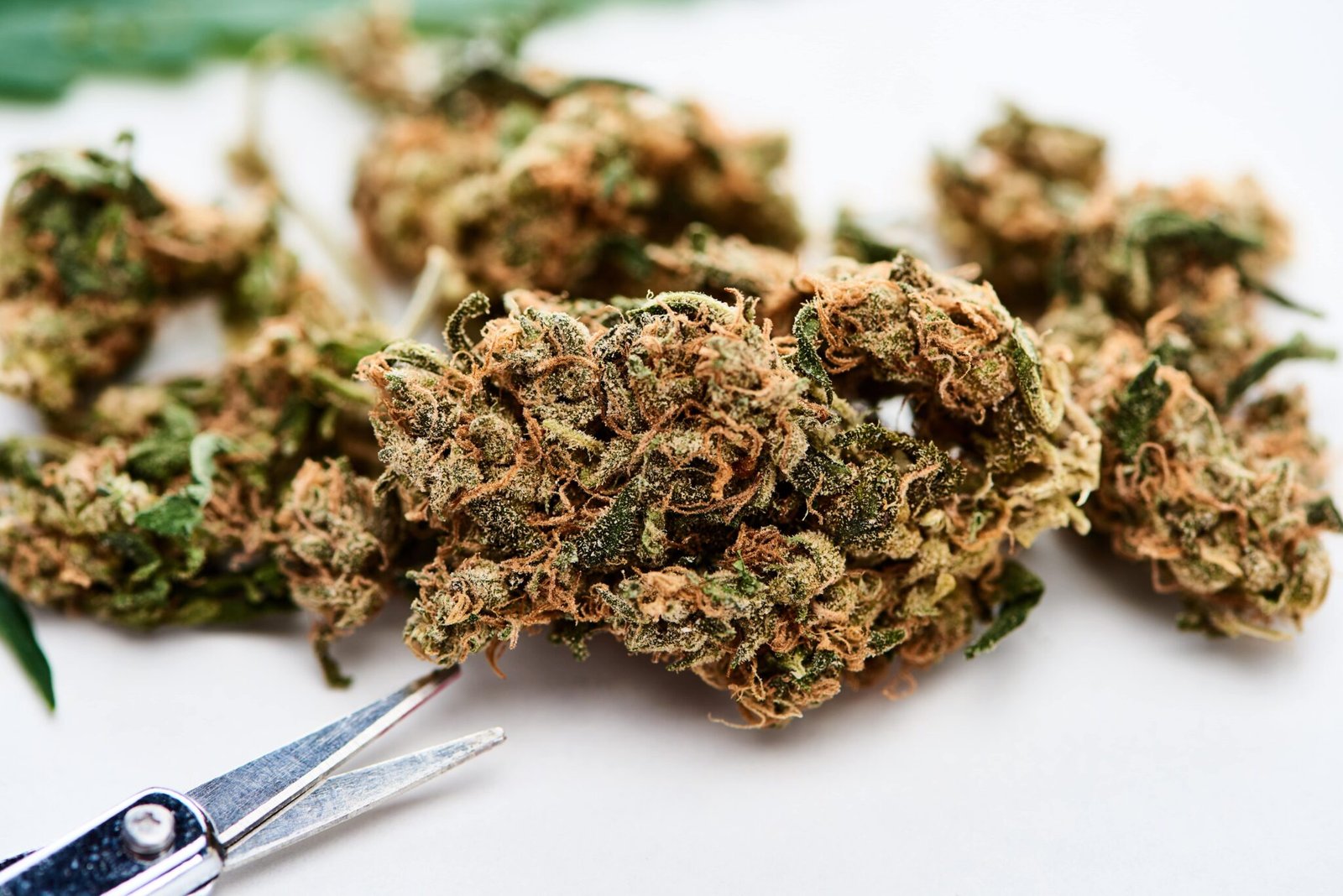 Cursed Budz — Premium THC-P Flower, Prerolls & Concentrates – Born in ...
